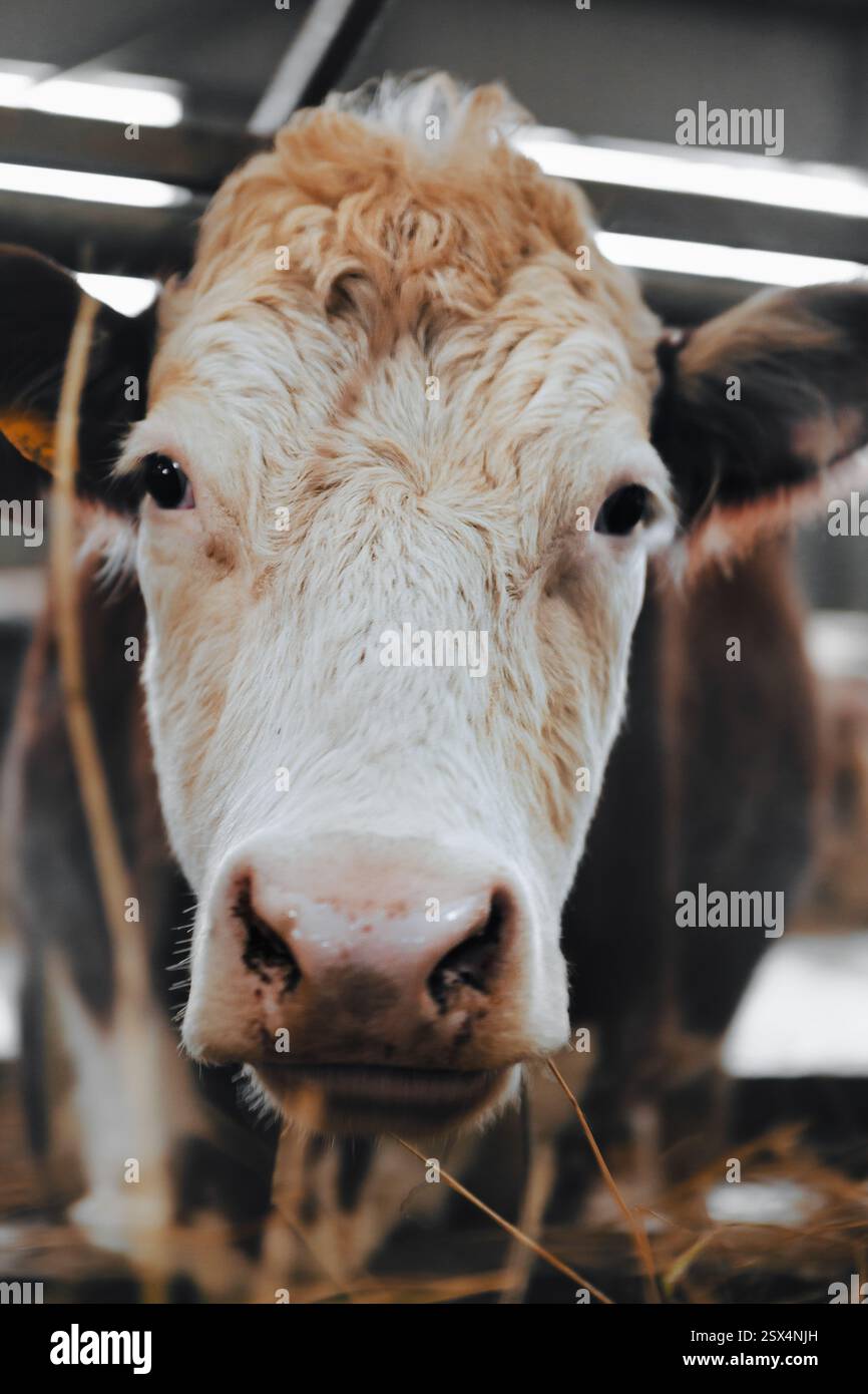 Cow in the barn chew hay. Cow are white and brown. Portrait Stock Photo ...