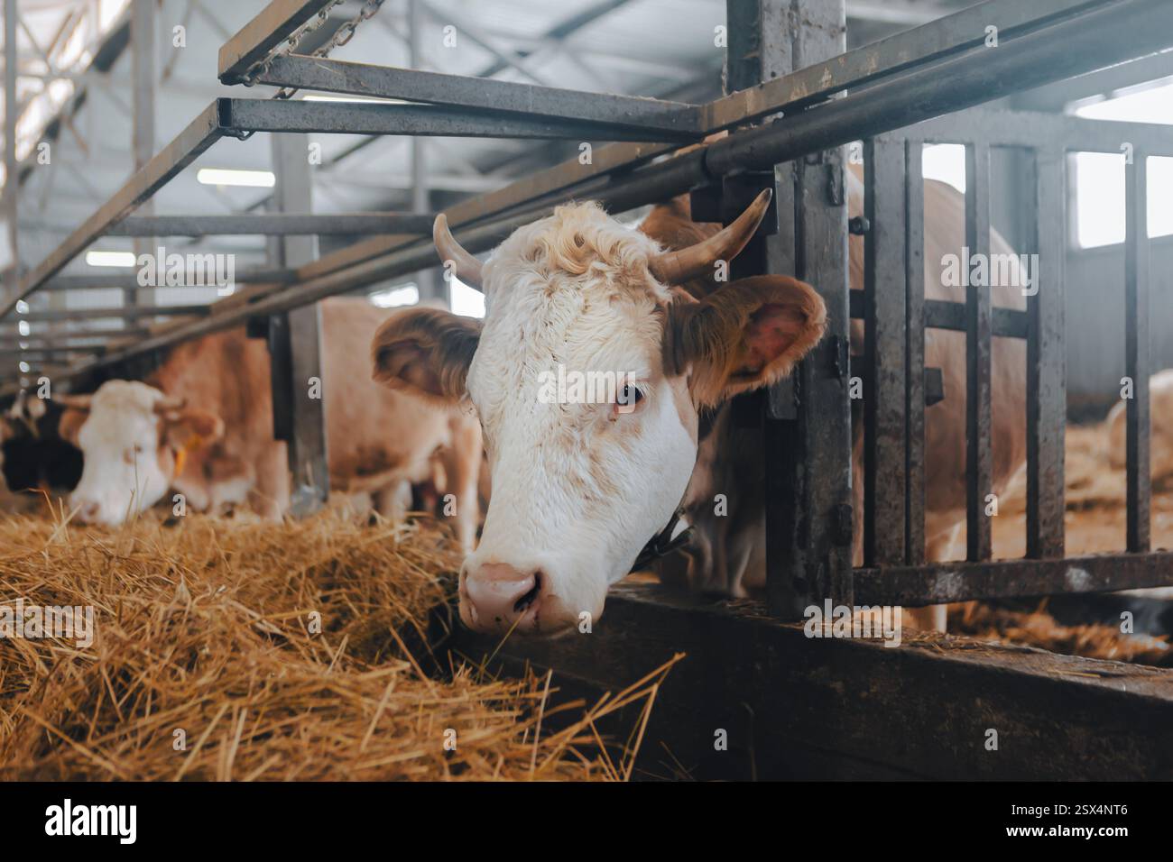 Cows chew hay in the barn. Cows are white and brown. It's cold, it's ...