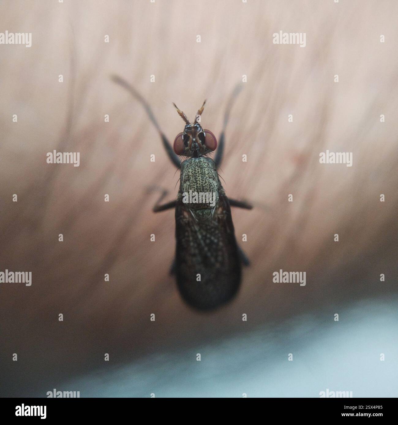 Sieve-winged Snailkiller (Coremacera marginata), Insecta, Kosanin dol ...