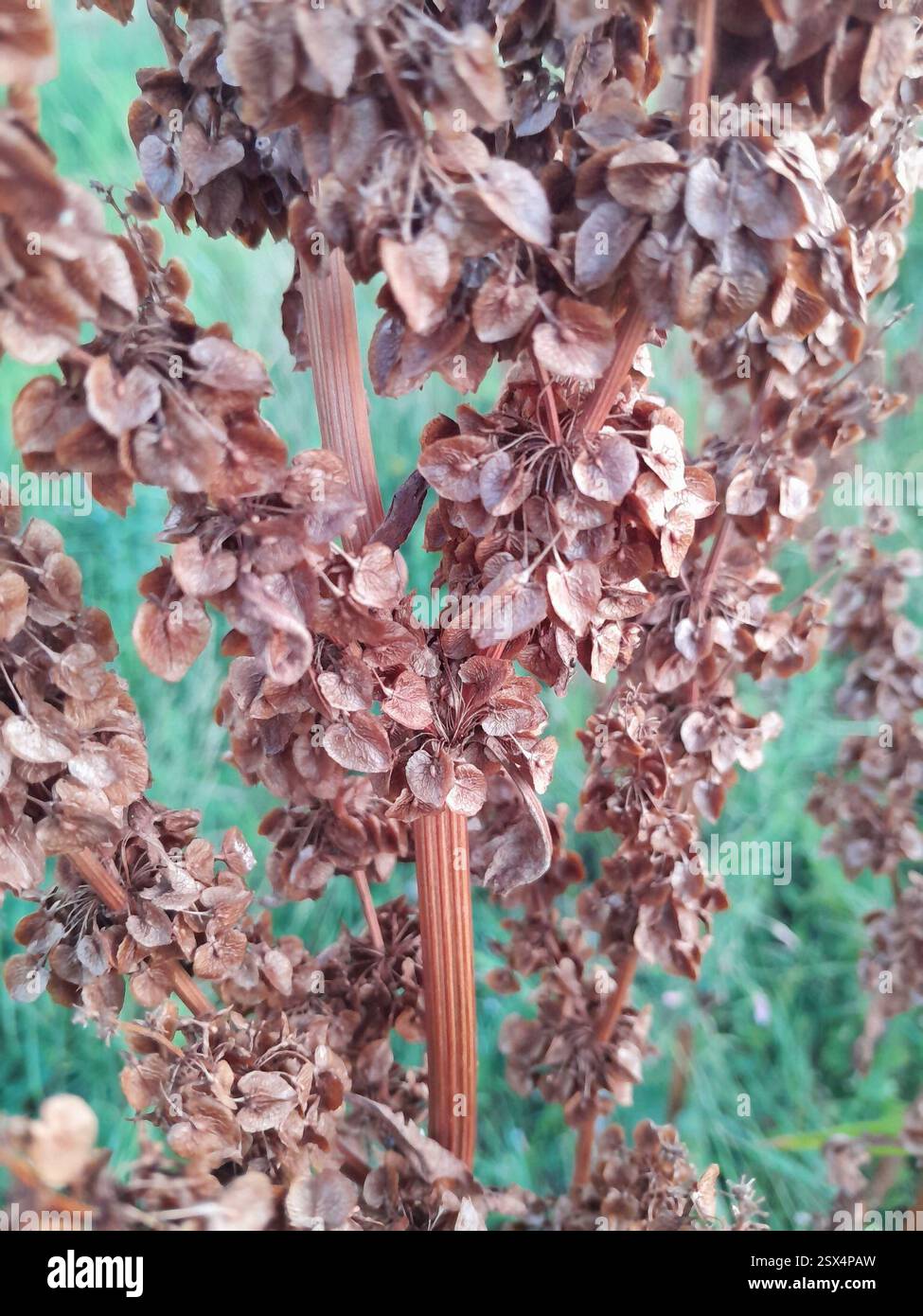 Patience Dock (Rumex patientia), Plantae, Zsámbok, 2116 Magyarország ...