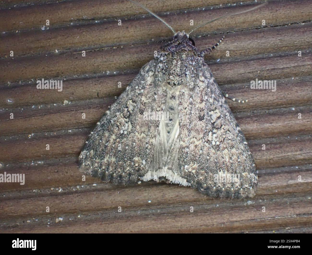 The African (Condica capensis), Insecta, Kosi Bay (Ezemvelo KZN ...