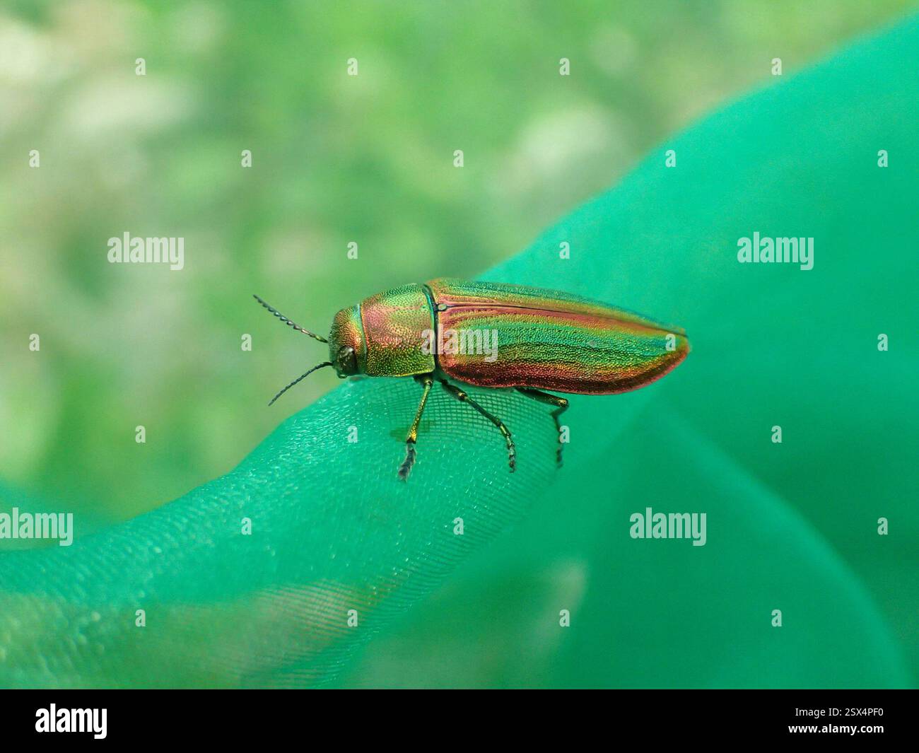 Niponica hi-res stock photography and images - Alamy