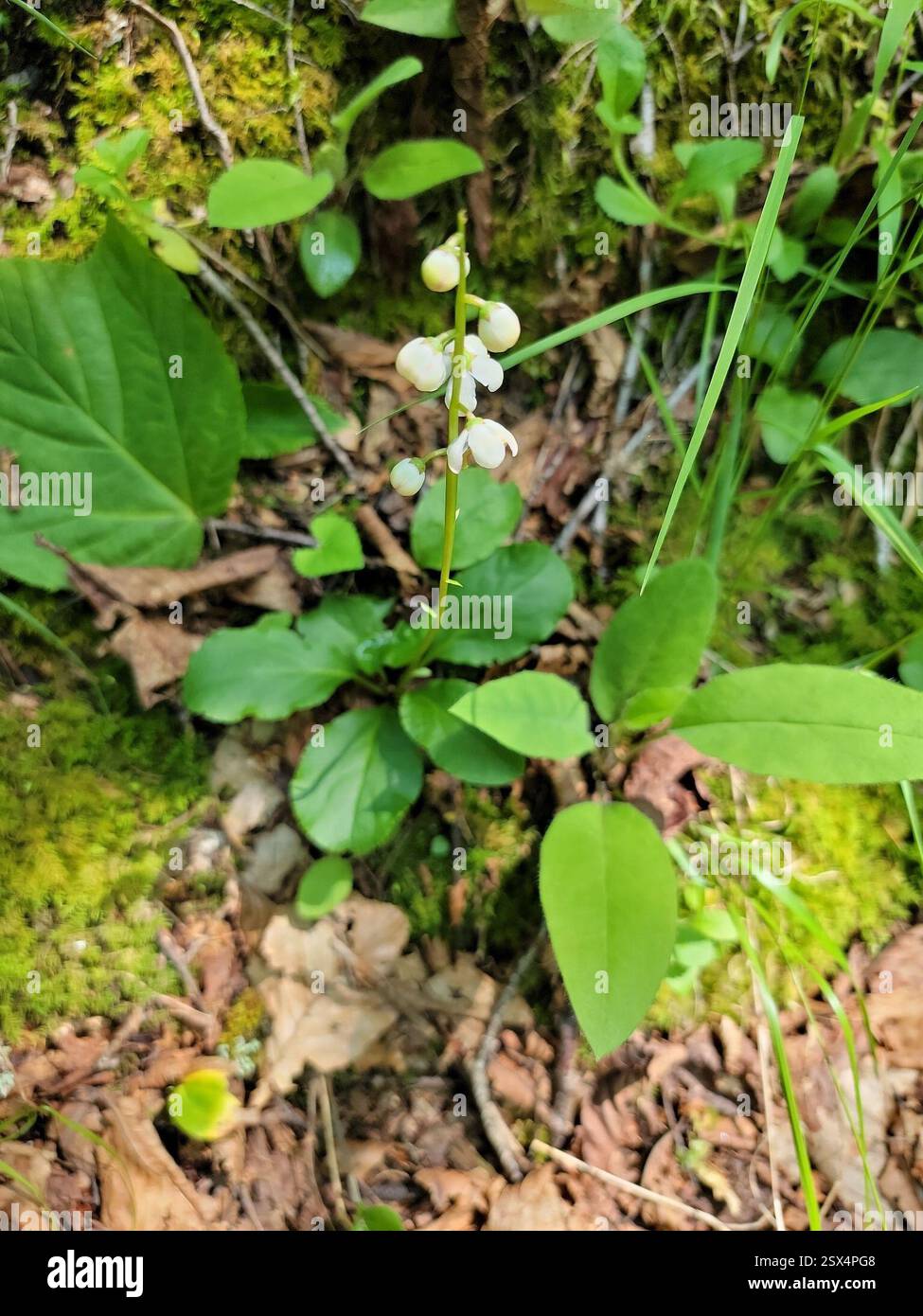 shinleaf (Pyrola elliptica), Plantae, Wentworth Stock Photo - Alamy