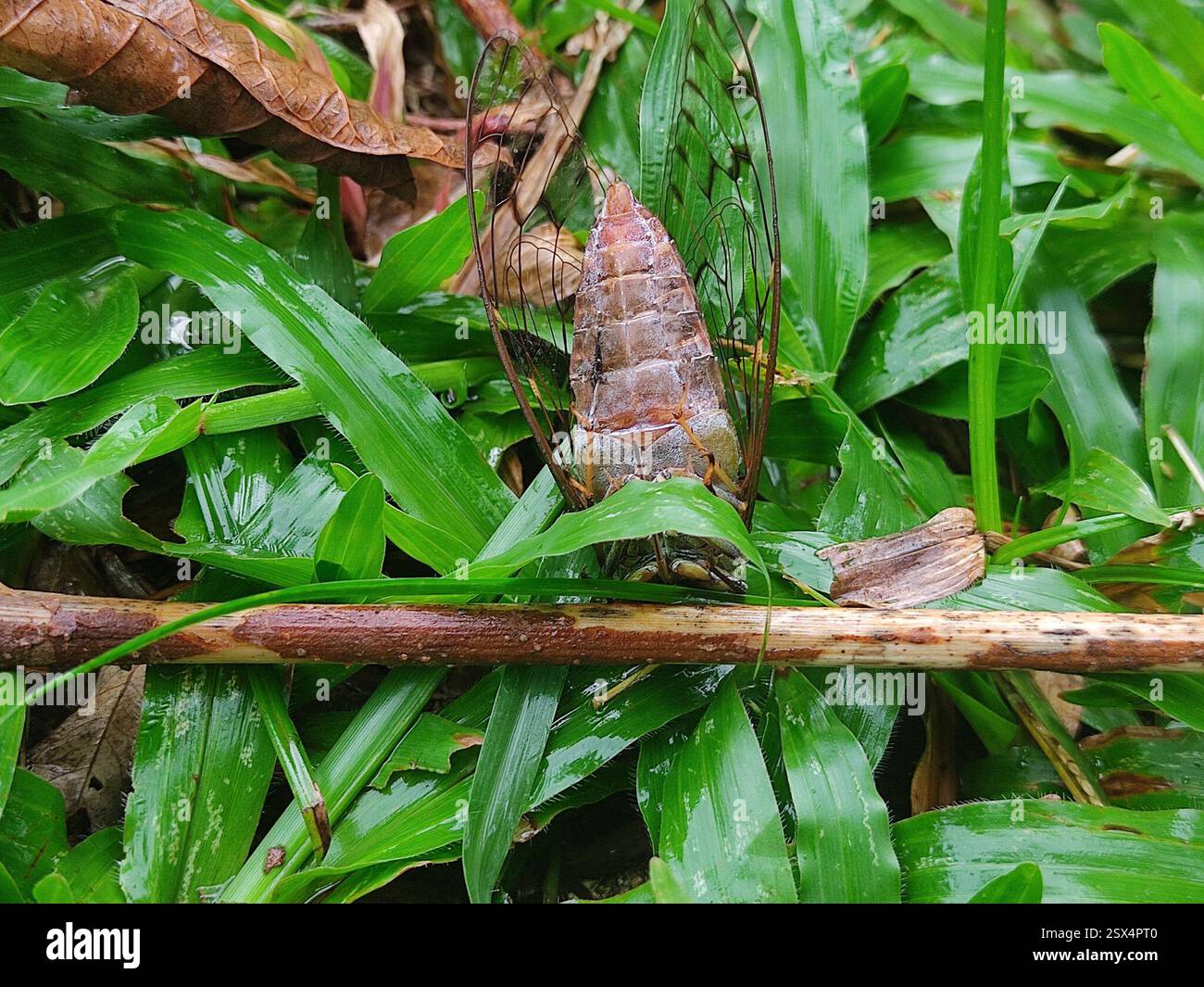 (Pomponia pseudolinearis), Insecta, Kerala, India Stock Photo - Alamy