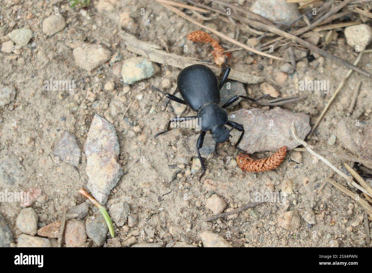 California Broad-necked Darkling Beetle (Coelocnemis dilaticollis ...