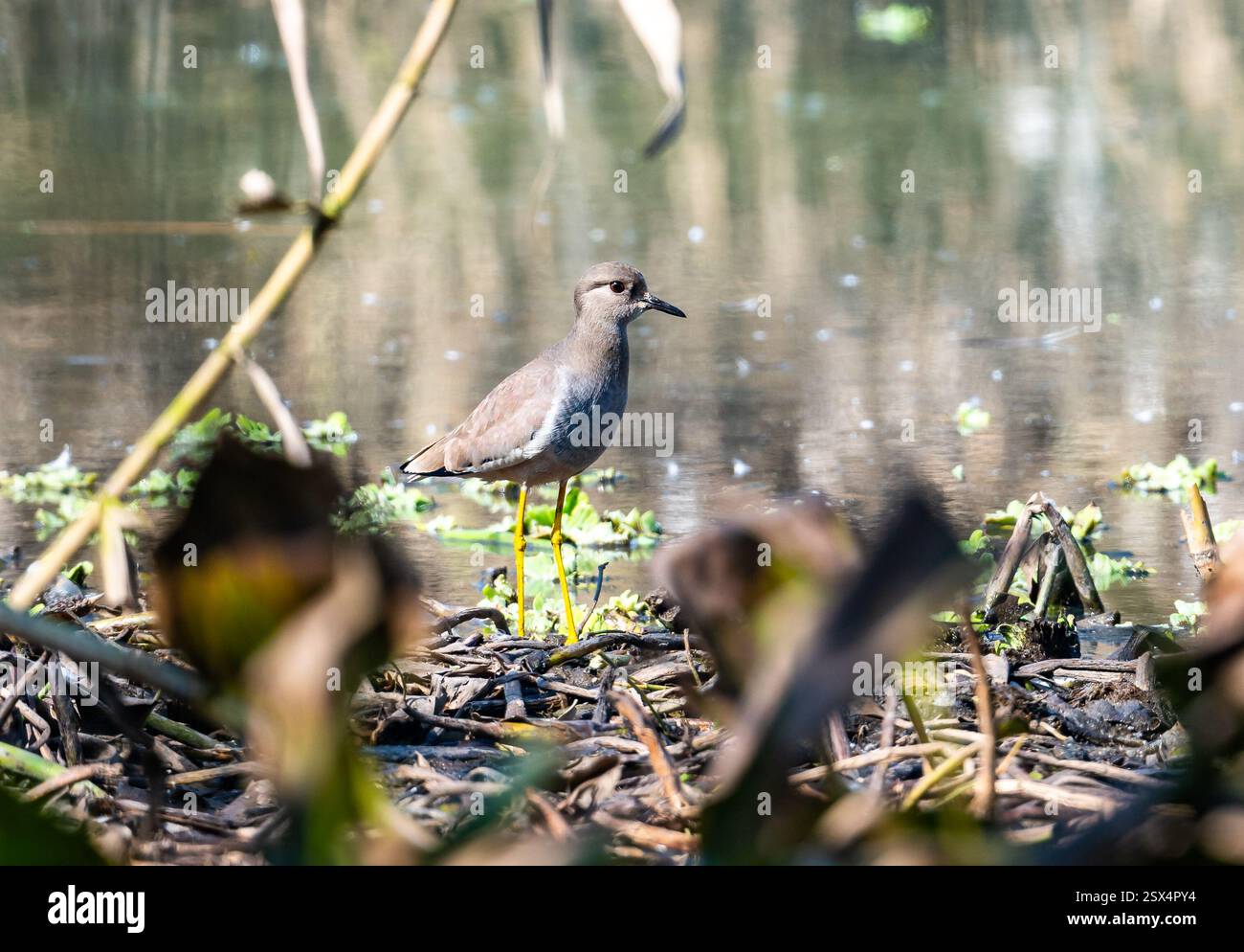 A White-tailed Lapwing (Vanellus leucurus) standing in a pond. Punjab ...