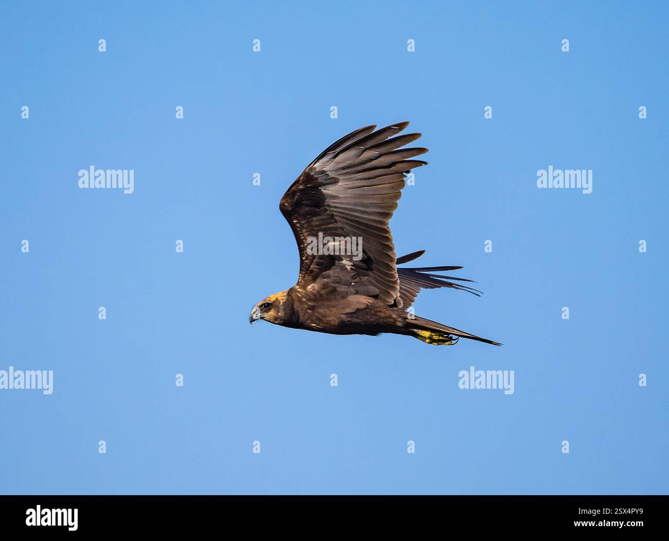 A Western Marsh Harrier (Circus aeruginosus) flying over. Punjab, India ...