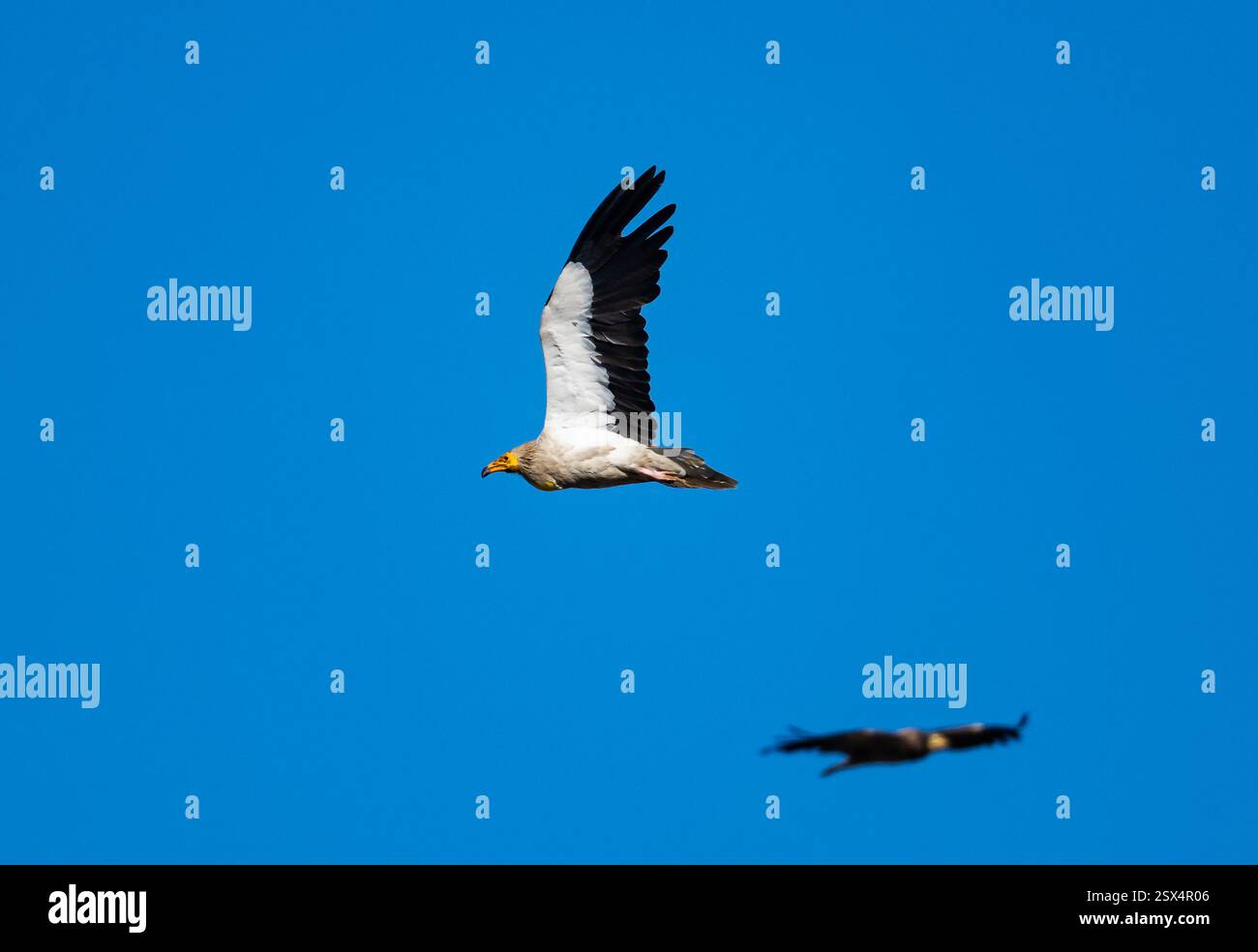 Indian vulture hi-res stock photography and images - Alamy