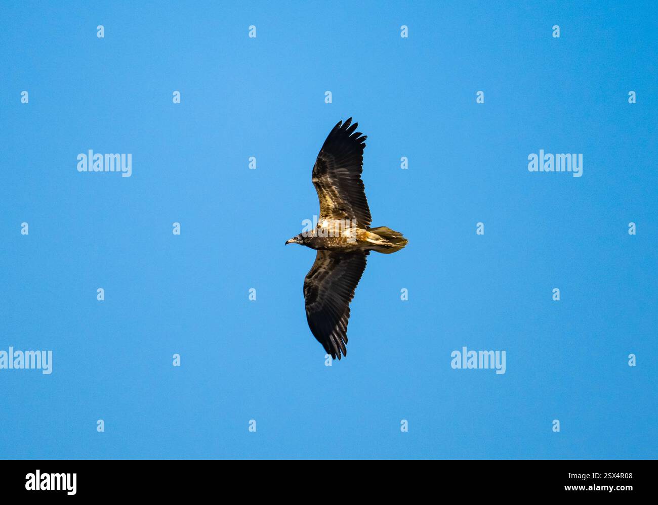 Indian vulture hi-res stock photography and images - Alamy