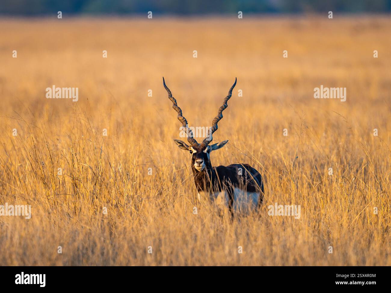 A male Blackbuck (Antilope cervicapra), or Indian antelope, in open ...