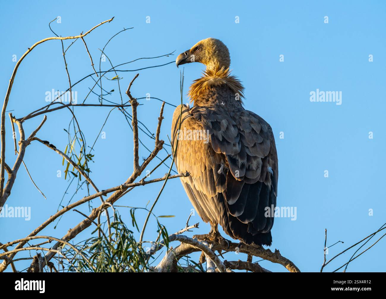 An Eurasian Griffon vulture (Gyps fulvus) perched on top of tree in ...