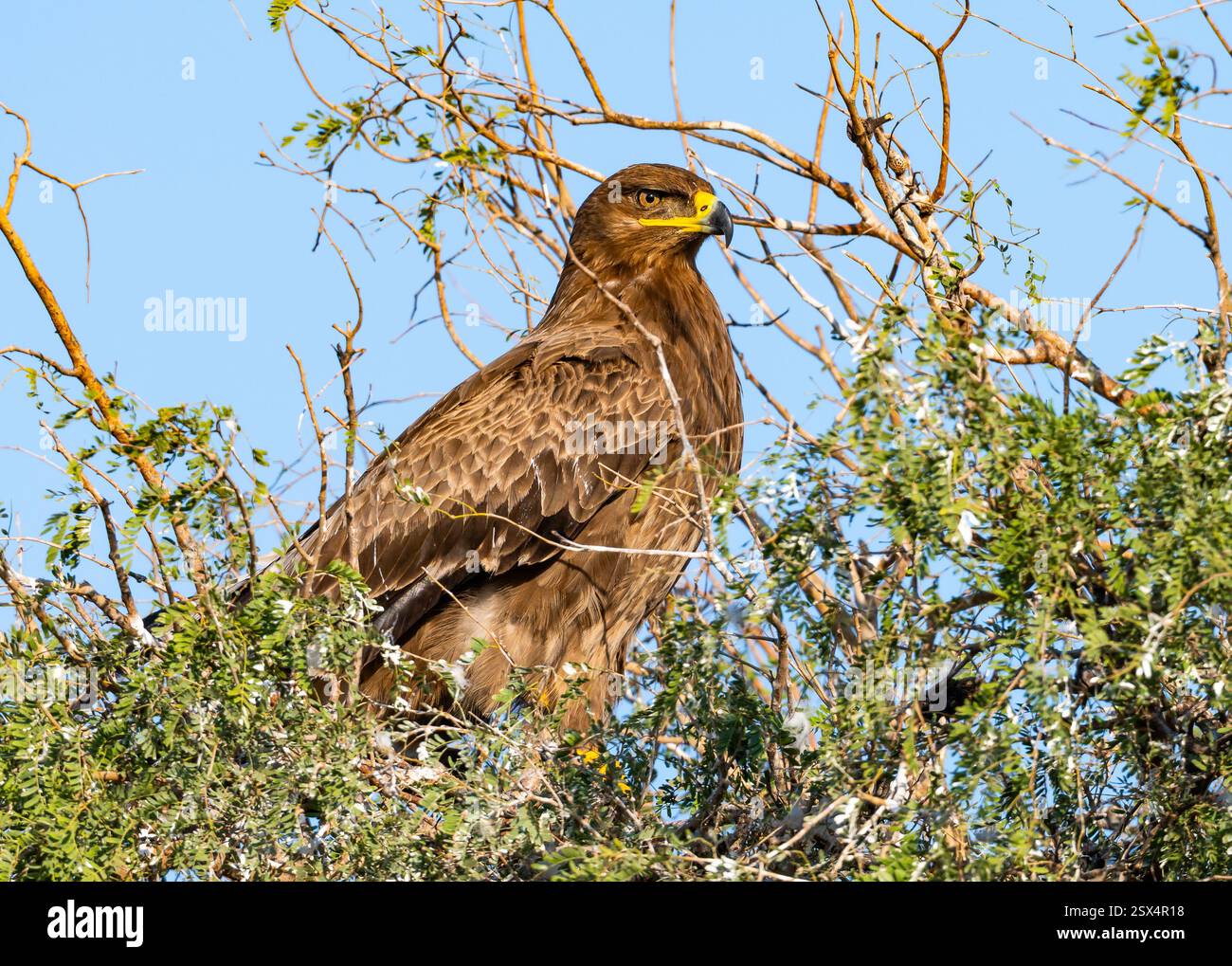 A Steppe Eagle (Aquila nipalensis) perched on top of a tree. Rajasthan ...
