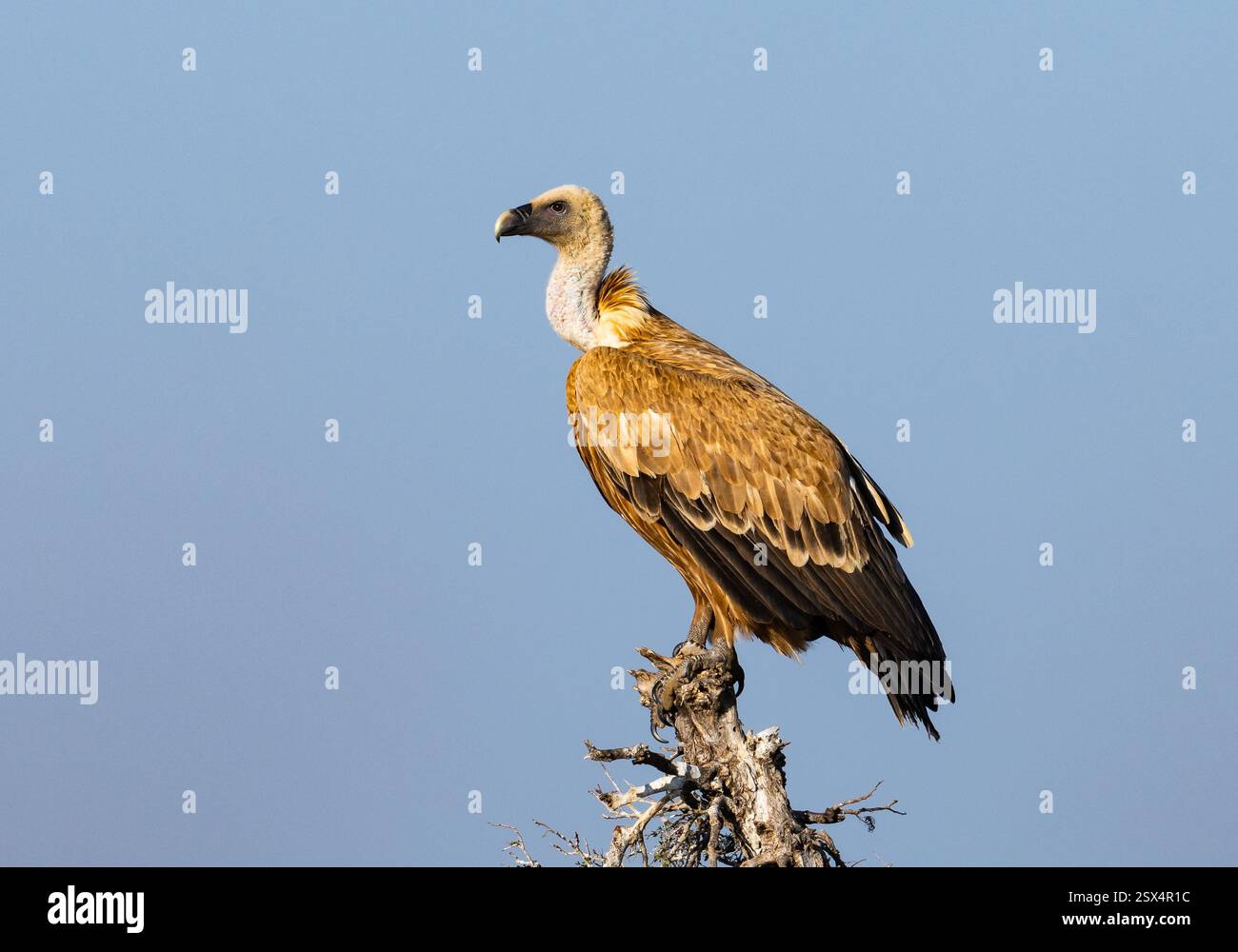An Eurasian Griffon vulture (Gyps fulvus) perched on top of tree in ...