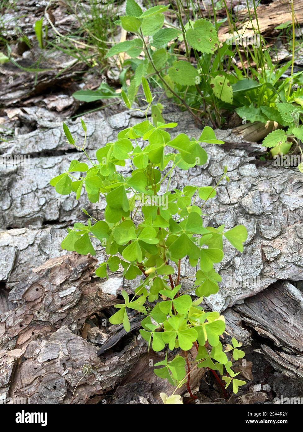 upright yellow woodsorrel (Oxalis stricta), Plantae, Fischerau, Grünau ...