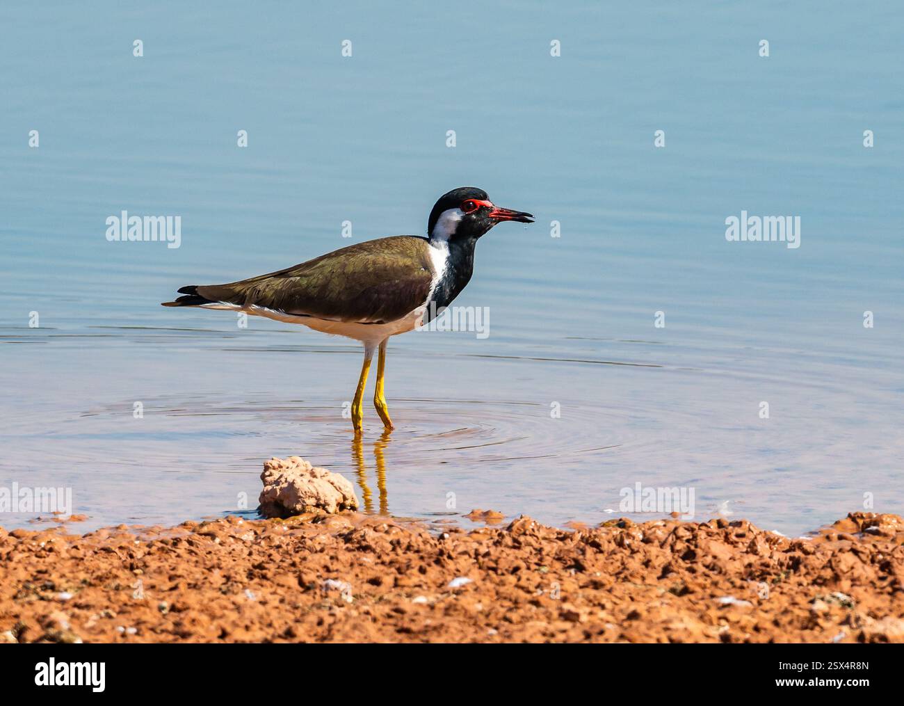 A Red-wattled Lapwing (Vanellus indicus) having a drink of water ...
