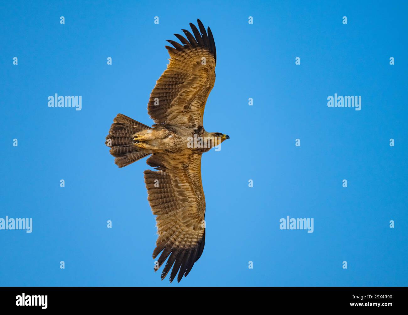 A Tawny Eagle (Aquila rapax) flying over. Rajasthan, India Stock Photo ...