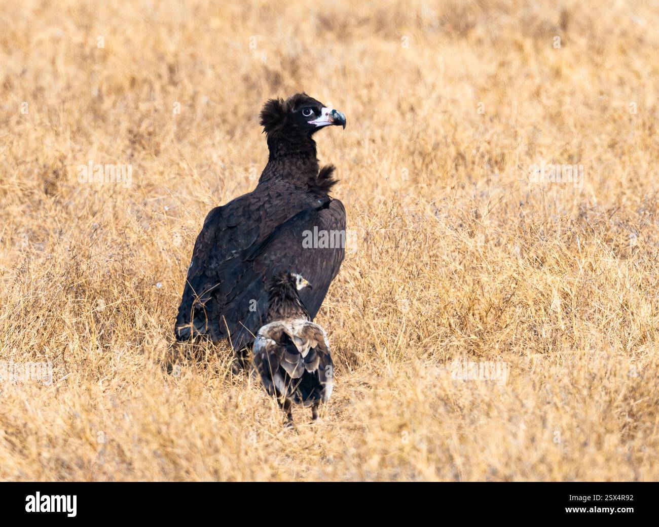 Grassland bird india hi-res stock photography and images - Alamy