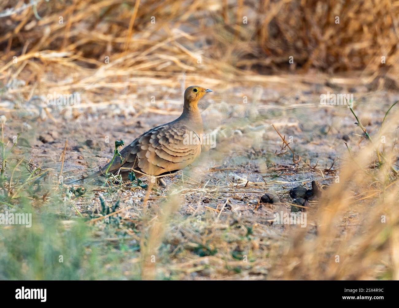 A male Chestnut-bellied Sandgrouse (Pterocles exustus) foraging in open ...