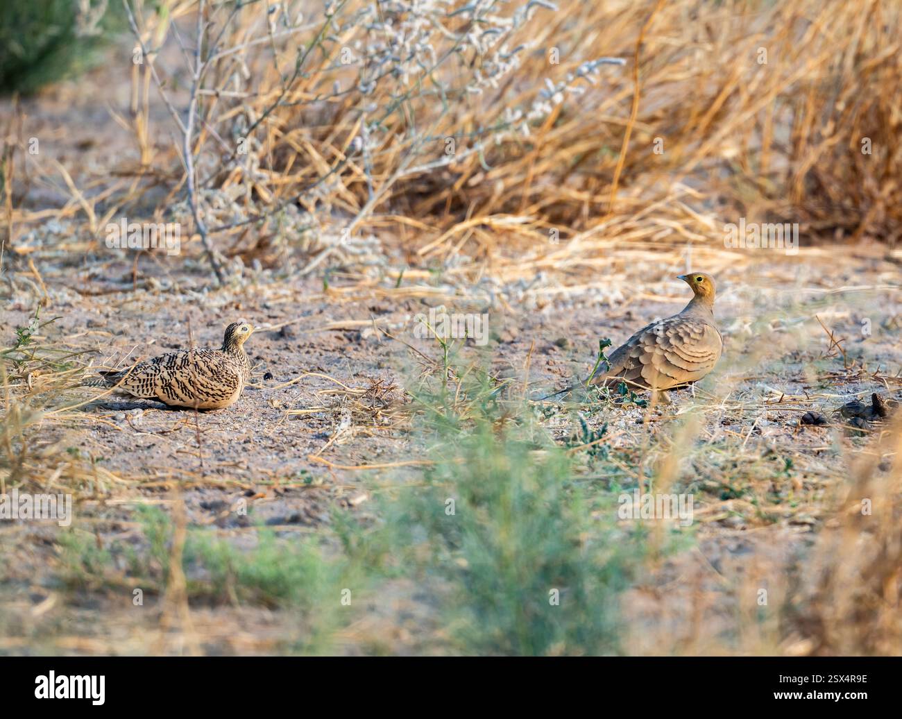Chestnut bellied sandgrouse pair hi-res stock photography and images ...