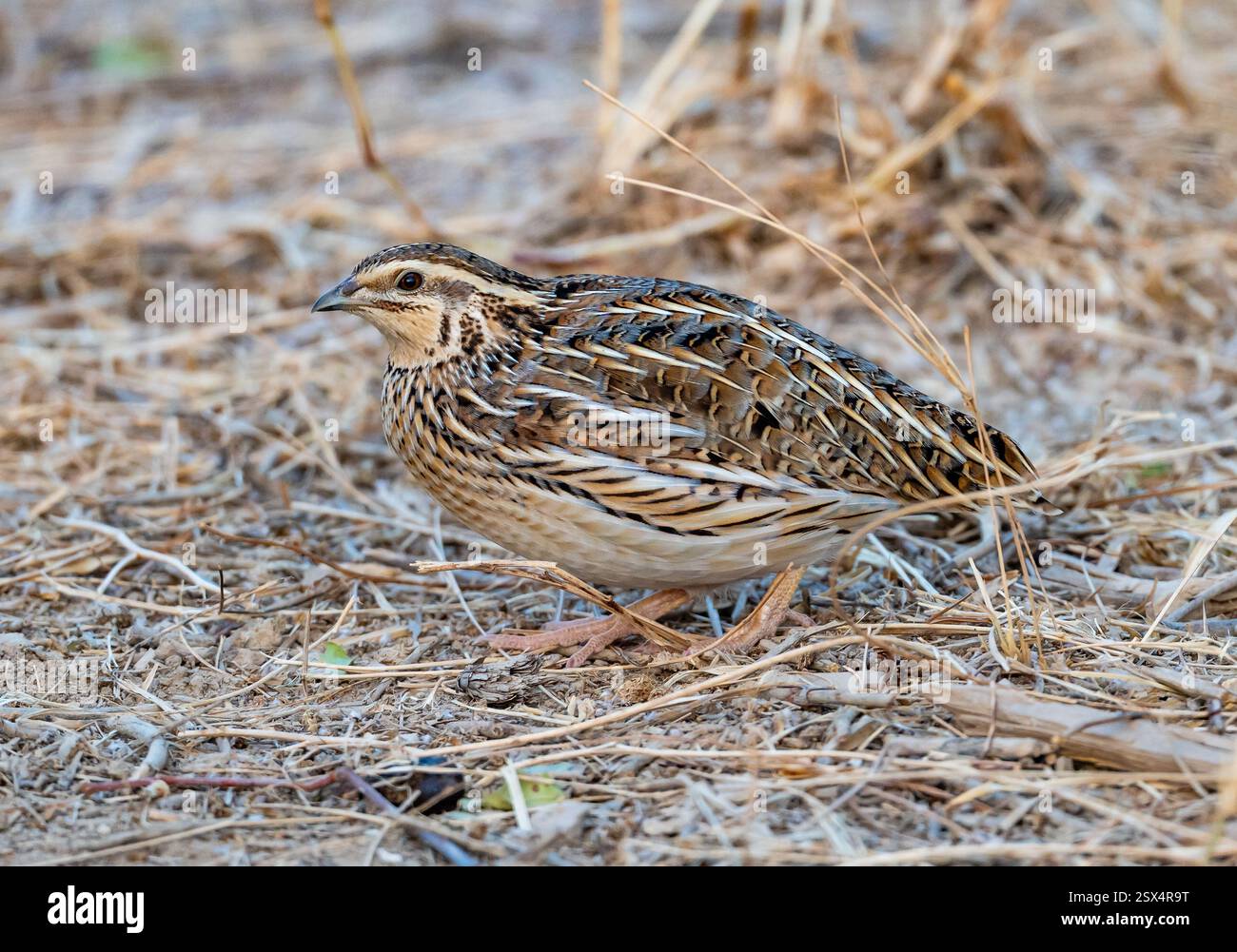 A Common Quail (Coturnix coturnix) foraging in field. Rajasthan, India ...