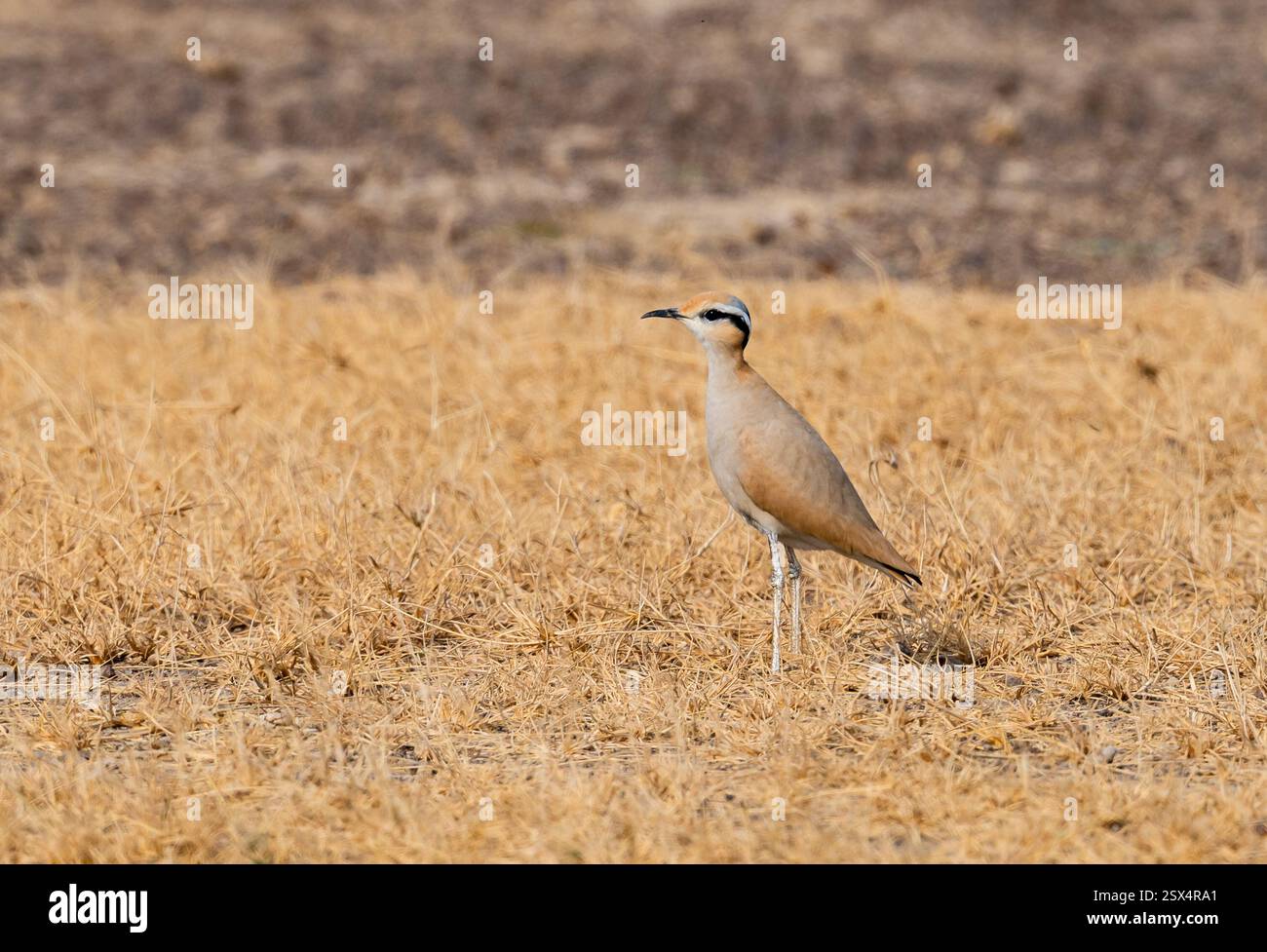 A Cream-colored Courser (Cursorius cursor) wondering in open field ...