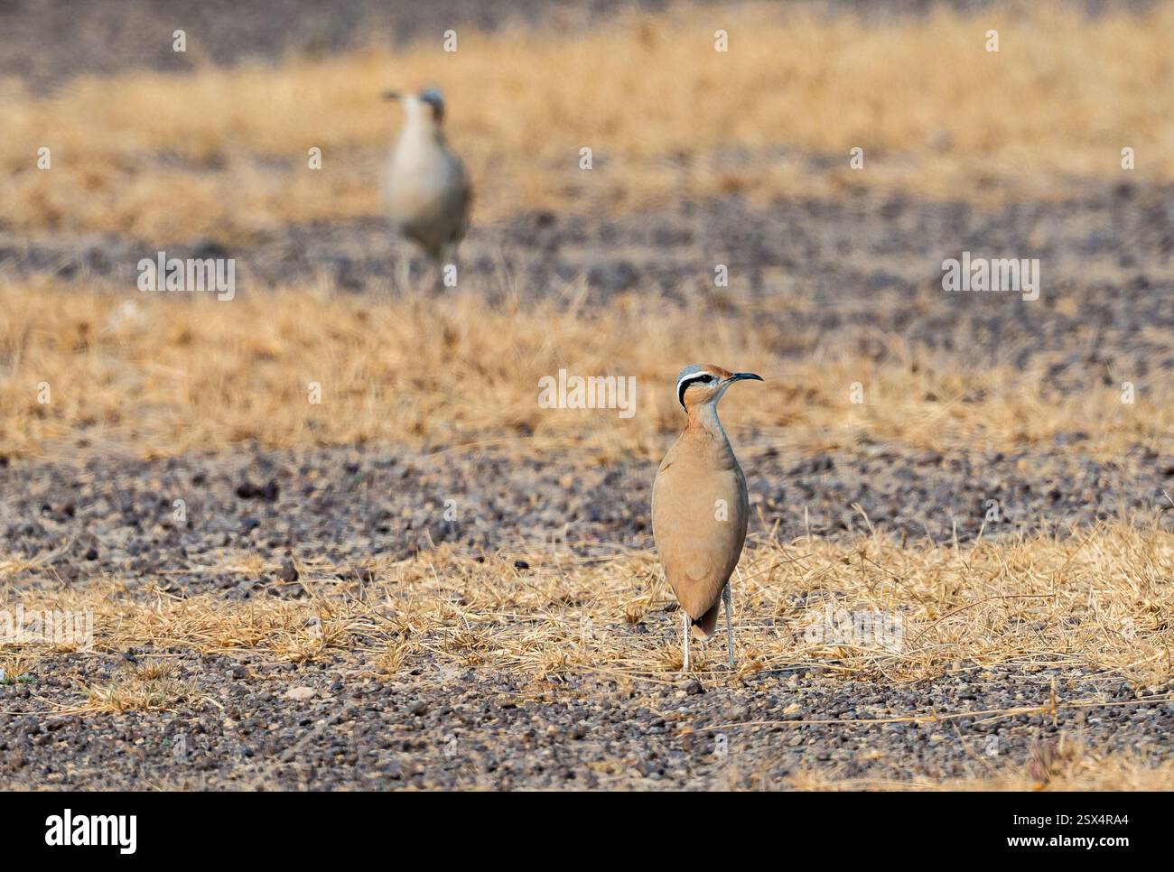 A Cream-colored Courser (Cursorius cursor) wondering in open field ...