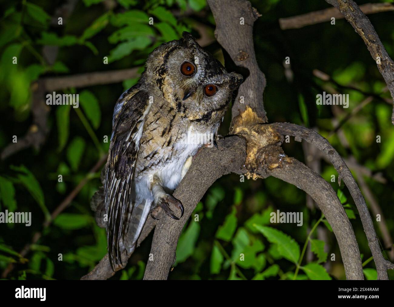 An Indian Scops-Owl (Otus bakkamoena) perched on a tree at night ...