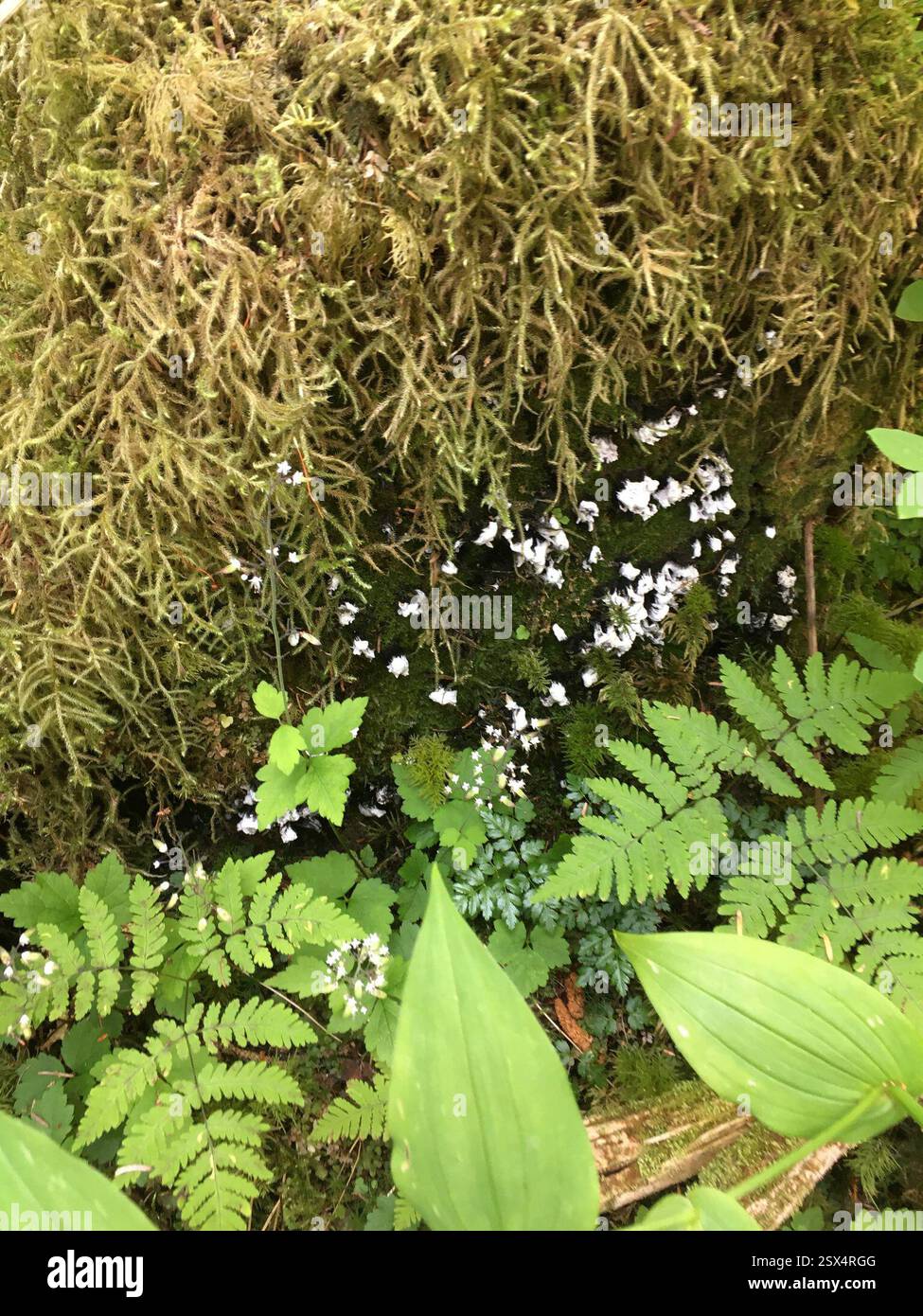 Chocolate Tube Slimes (Stemonitis), Protozoa, Juneau County, US-AK, US ...