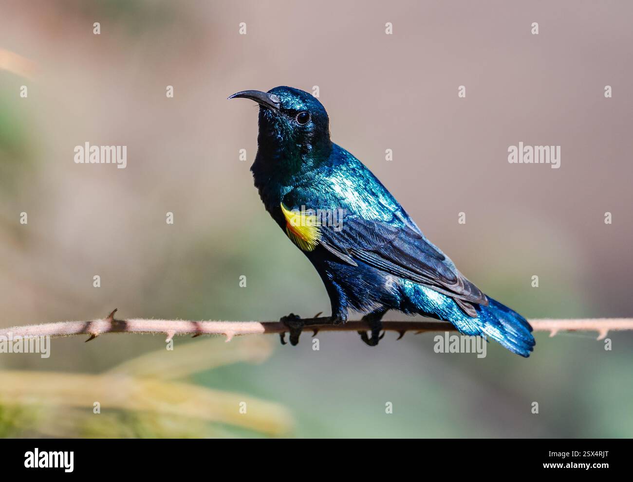 Indian sunbird hi-res stock photography and images - Alamy