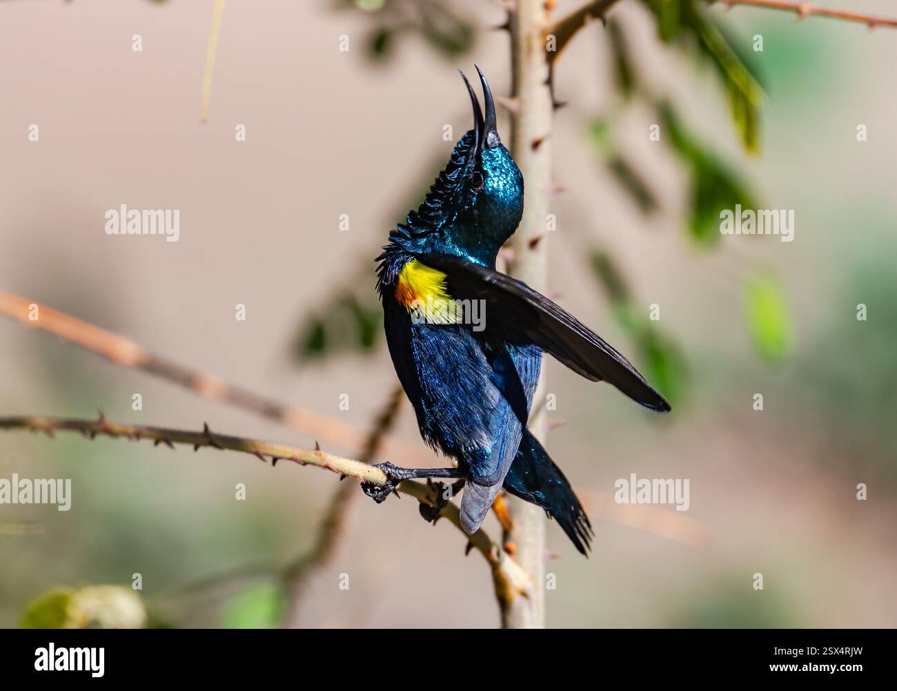 A male Purple Sunbird (Cinnyris asiaticus) with breeding plumage in ...