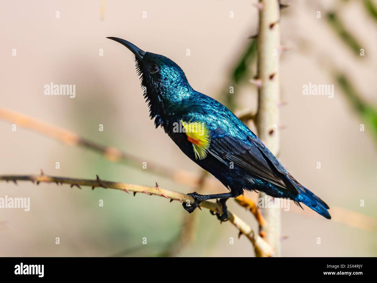 Indian sunbird hi-res stock photography and images - Alamy