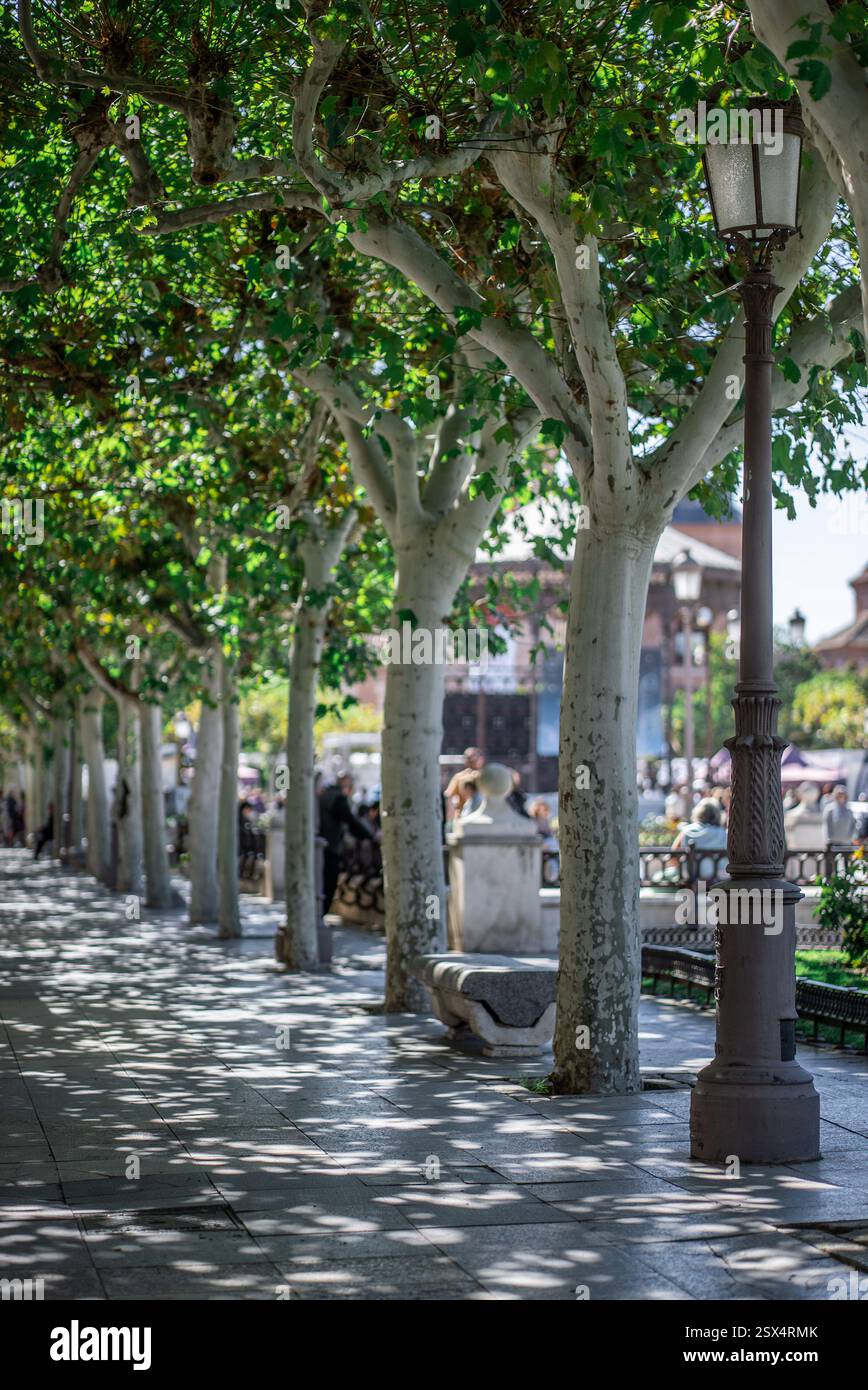 A peaceful walkway lined with tall trees creates a serene atmosphere in ...