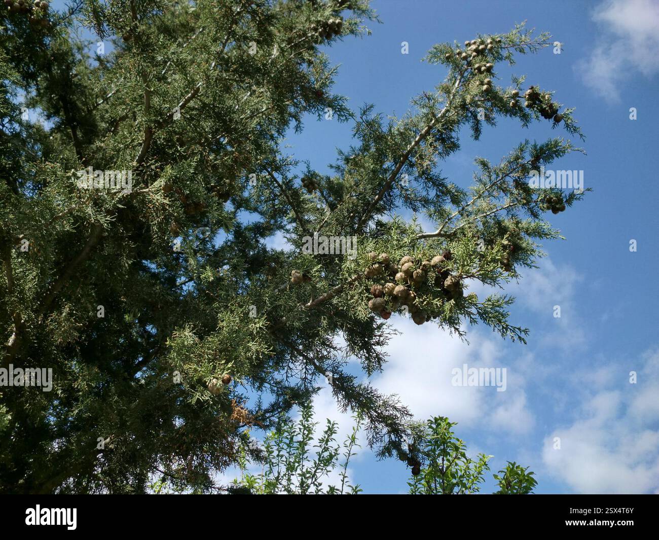 Mediterranean cypress (Cupressus sempervirens), Plantae, Nicosia ...