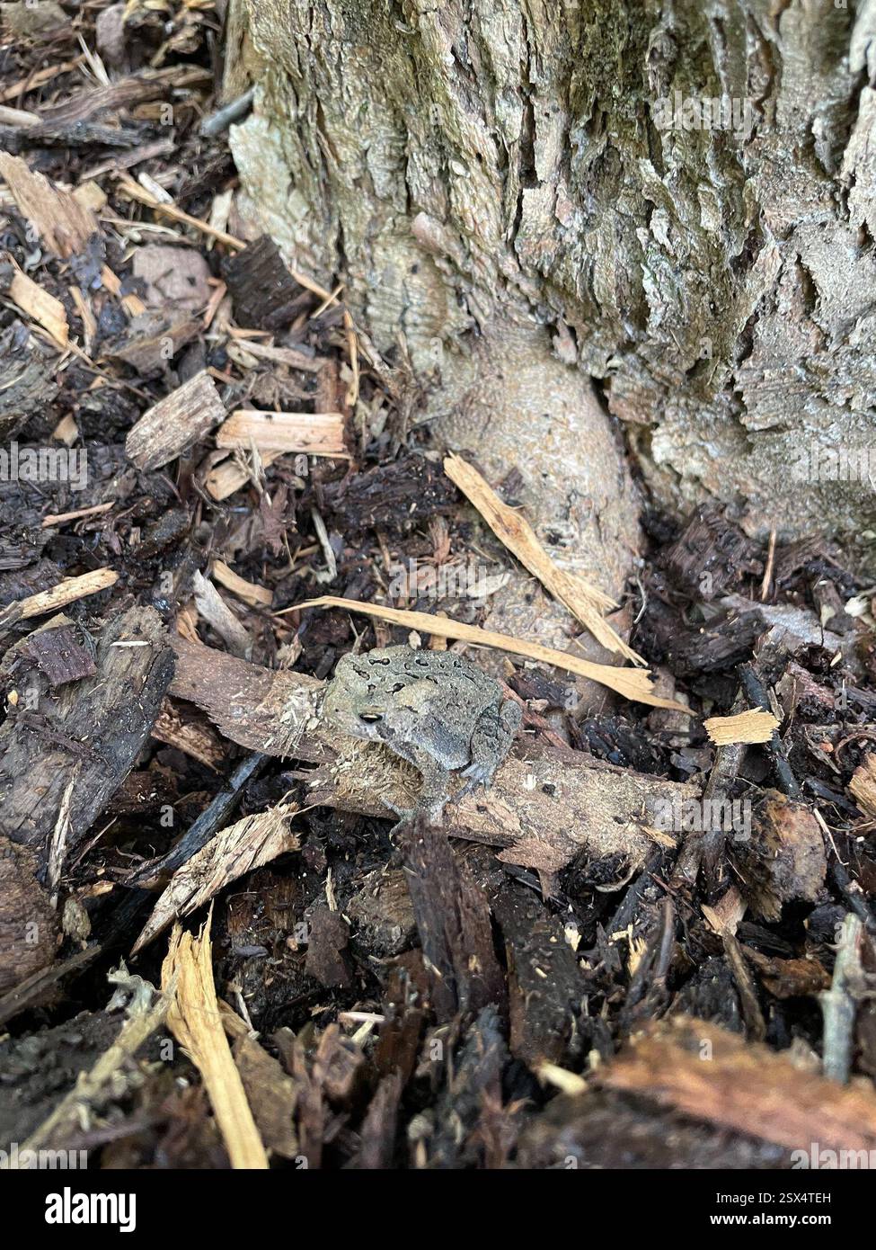 Fowler's Toad (Anaxyrus fowleri), Amphibia, Edwards Mill Rd, Raleigh ...