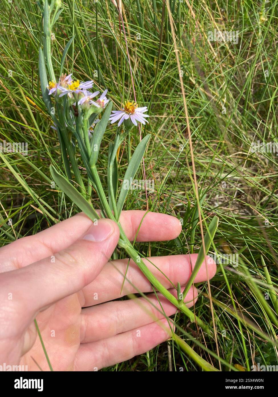 Sea Aster (Tripolium pannonicum), Plantae, A198, Longniddry, Scotland ...