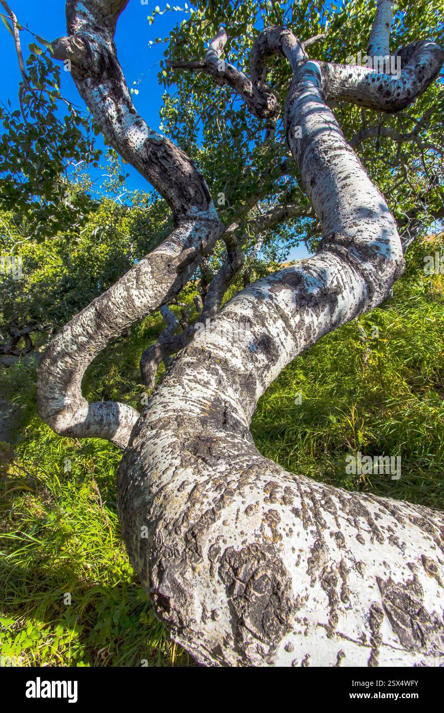 Tree trunk with a lot of bark and a few holes. The bark is brown and ...