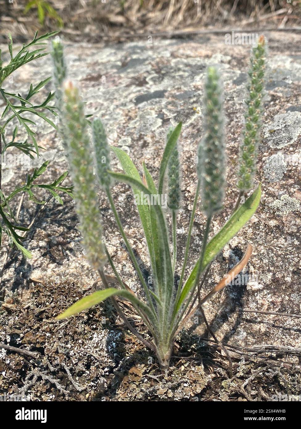 Woolly Plantain (Plantago patagonica), Plantae, Morton, MN, US Stock ...