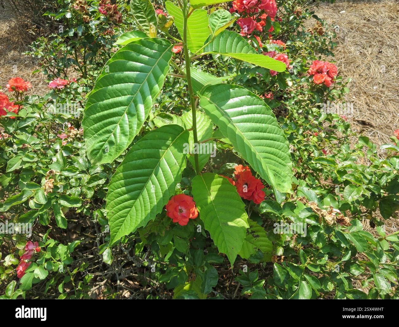 Happy tree (Camptotheca acuminata), Plantae, Windsor Forest, Savannah ...