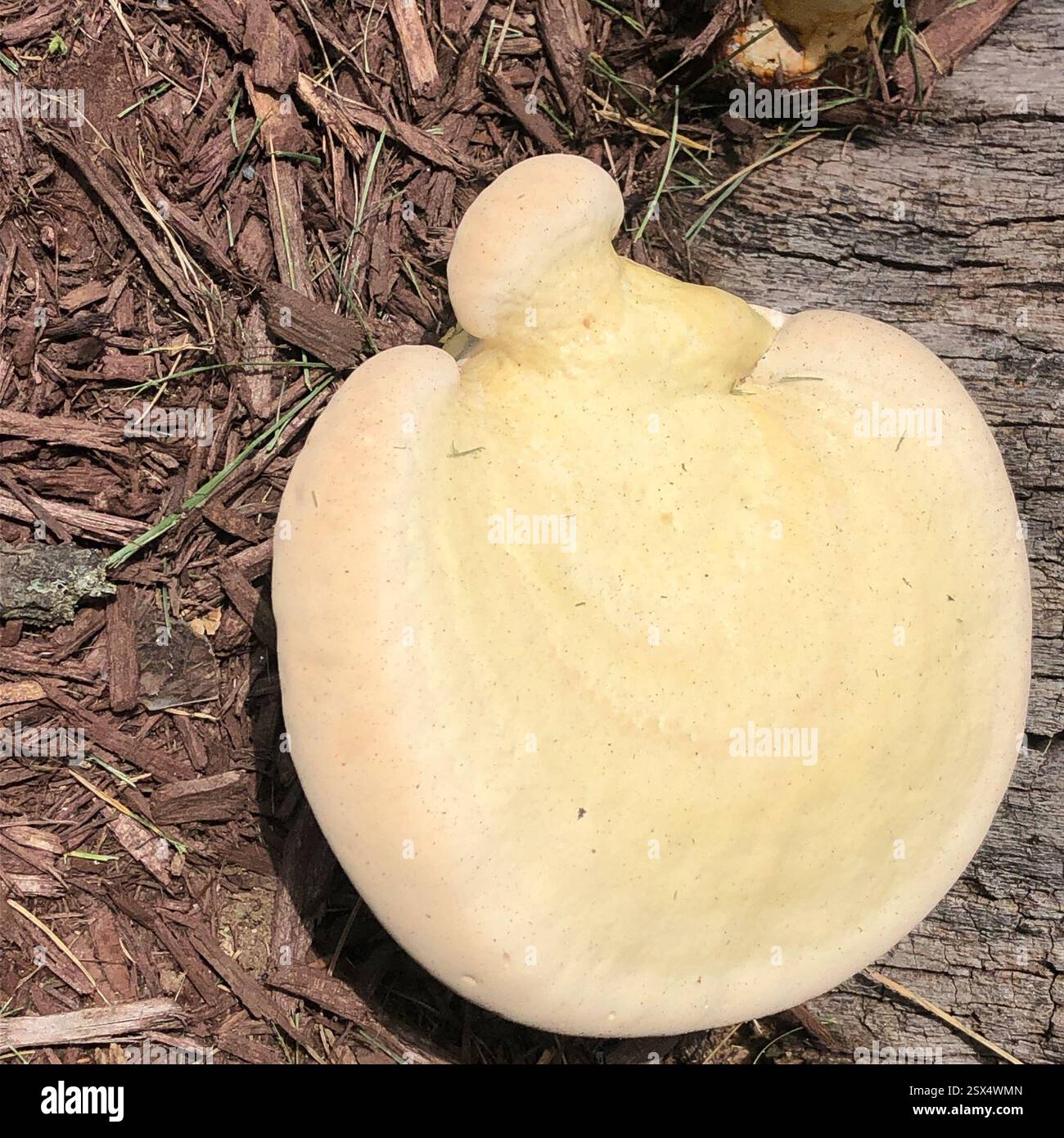 (Ganoderma sessile), Fungi, Maryland, US, At base of dead roadside tree ...