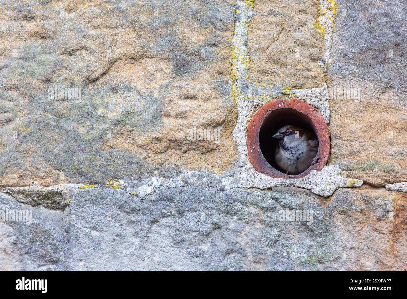 House Sparrow making a nest in a pipe opening in the brick wall of a ...