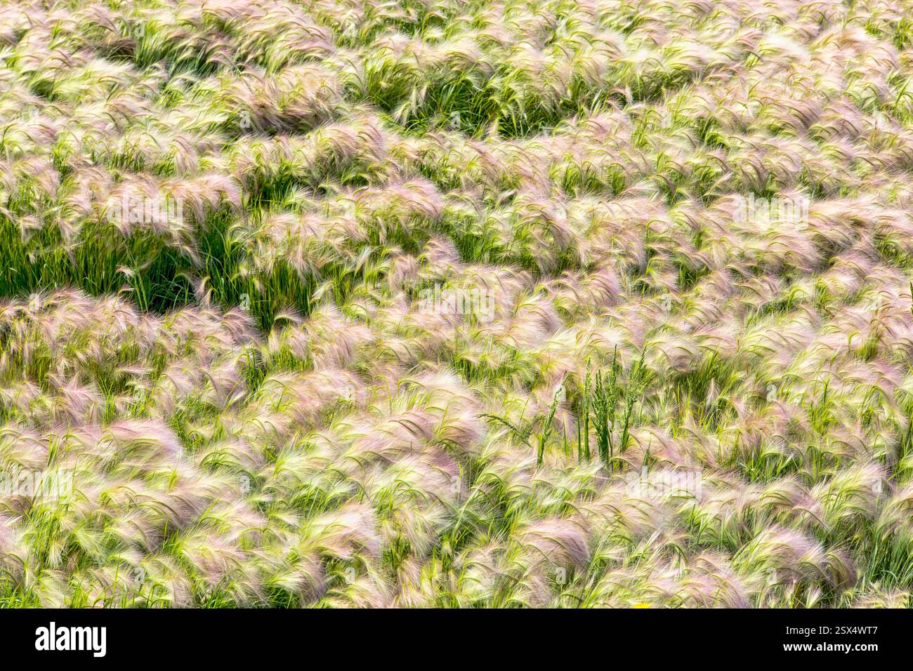 Field of tall grass with a few green patches. The grass is tall and the ...