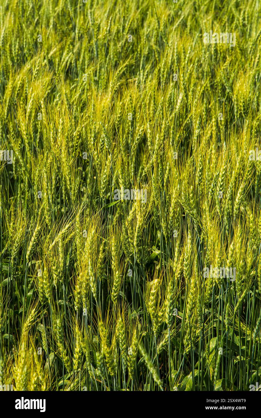 Field of tall green grass. The grass is very tall and is green in color ...