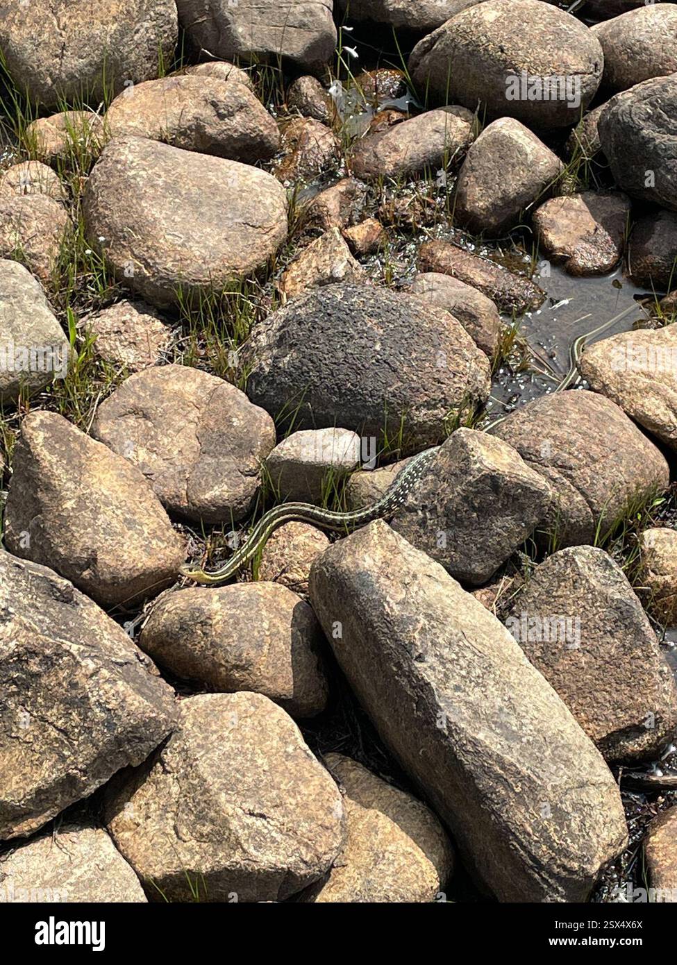 Common Garter Snake (Thamnophis sirtalis), Reptilia, Orphan Lake ...
