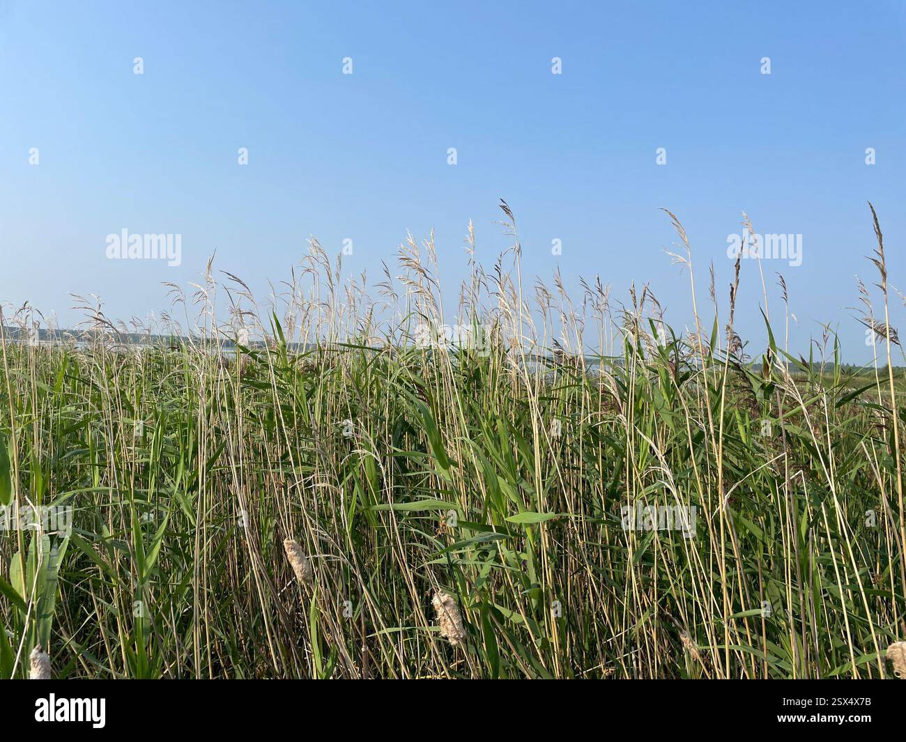 American common reed (Phragmites australis americanus), Plantae ...