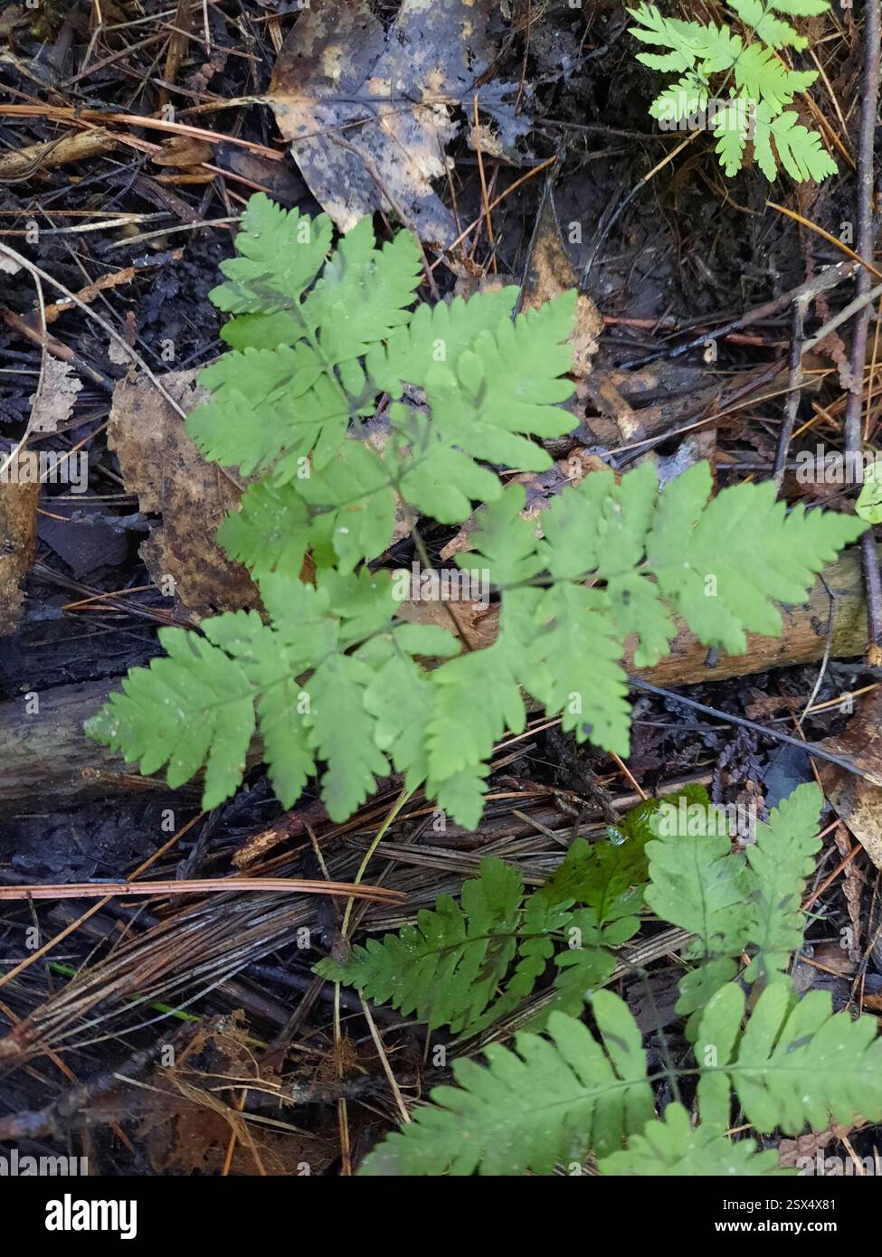 northern oak fern (Gymnocarpium dryopteris), Plantae, MGJF+5F Blue ...