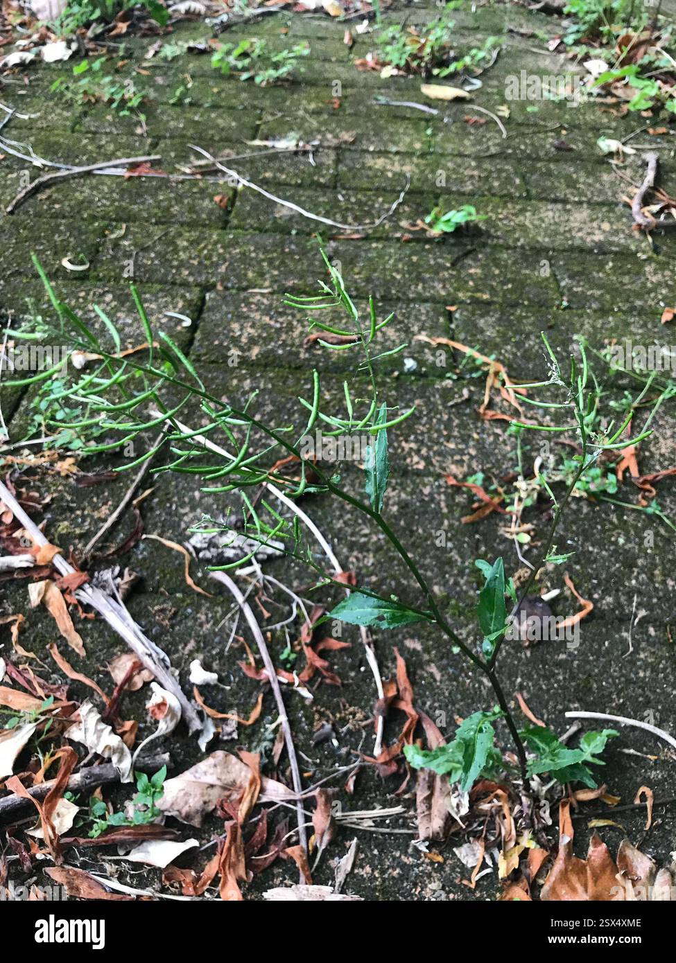 Diverse-leaf Yellowcress (Rorippa indica), Plantae, Satochosato ...