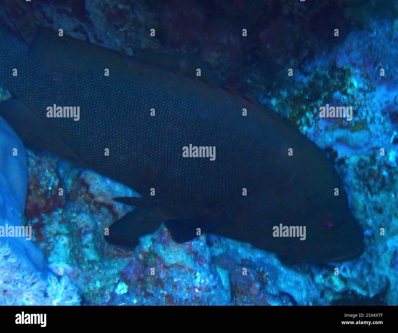 Redmouth Grouper (Aethaloperca rogaa), Actinopterygii, Red Sea, Red Sea ...