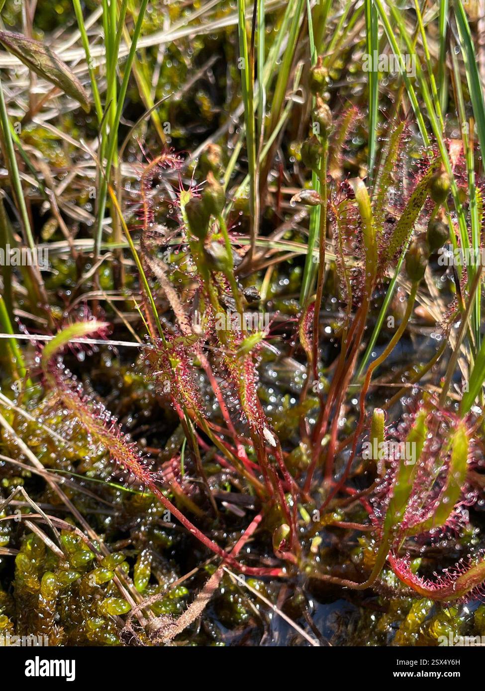 Slenderleaf Sundew (Drosera linearis), Plantae, Crimson Lake Provincial ...