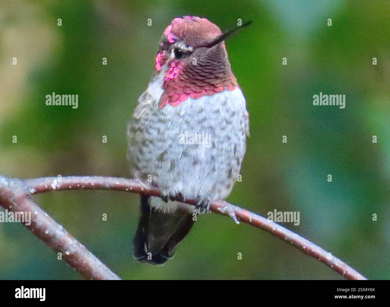 Anna's Hummingbird (Calypte anna), Aves, Country Park Rd, Salinas, CA ...