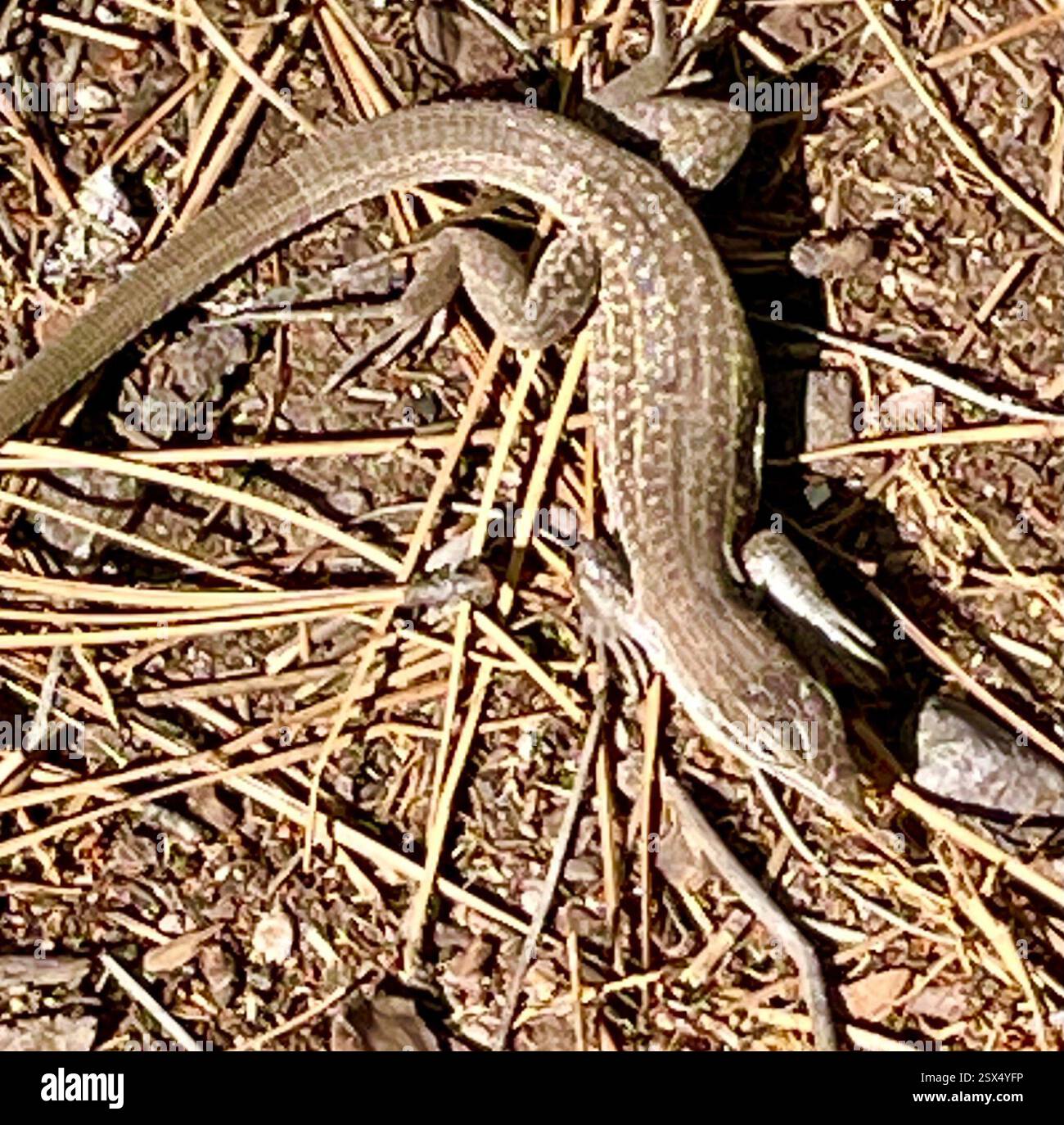 Chihuahuan Spotted Whiptail (Aspidoscelis exsanguis), Reptilia, Bandelier National Monument ...